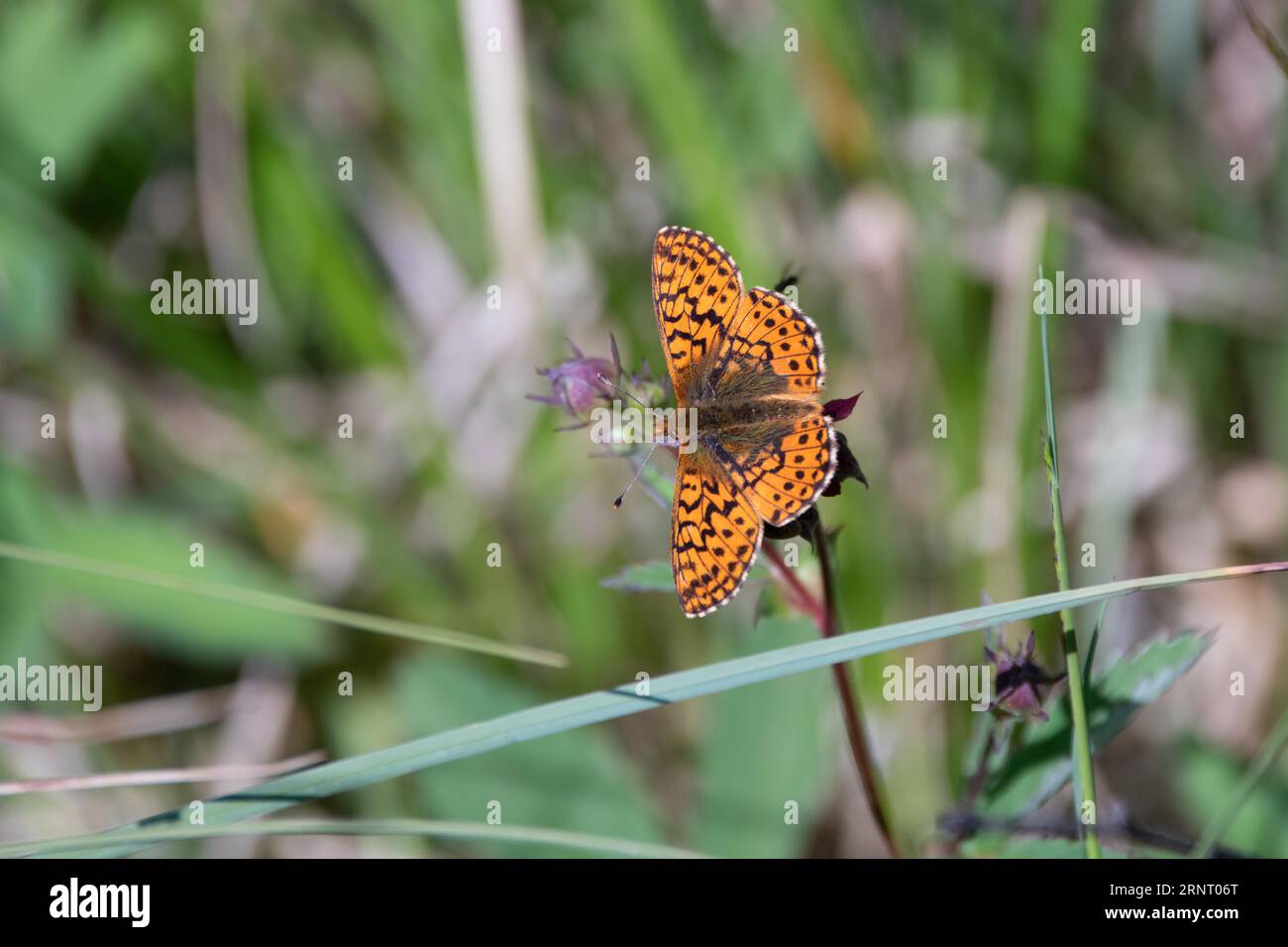 Bog moth (Boloria aquilonaris), sitting on a flower of (Potentilla ...