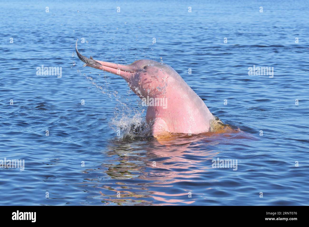 Hunting Amazon River Dolphin or Pink Amazon Dolphin (Inia geoffrensis ...