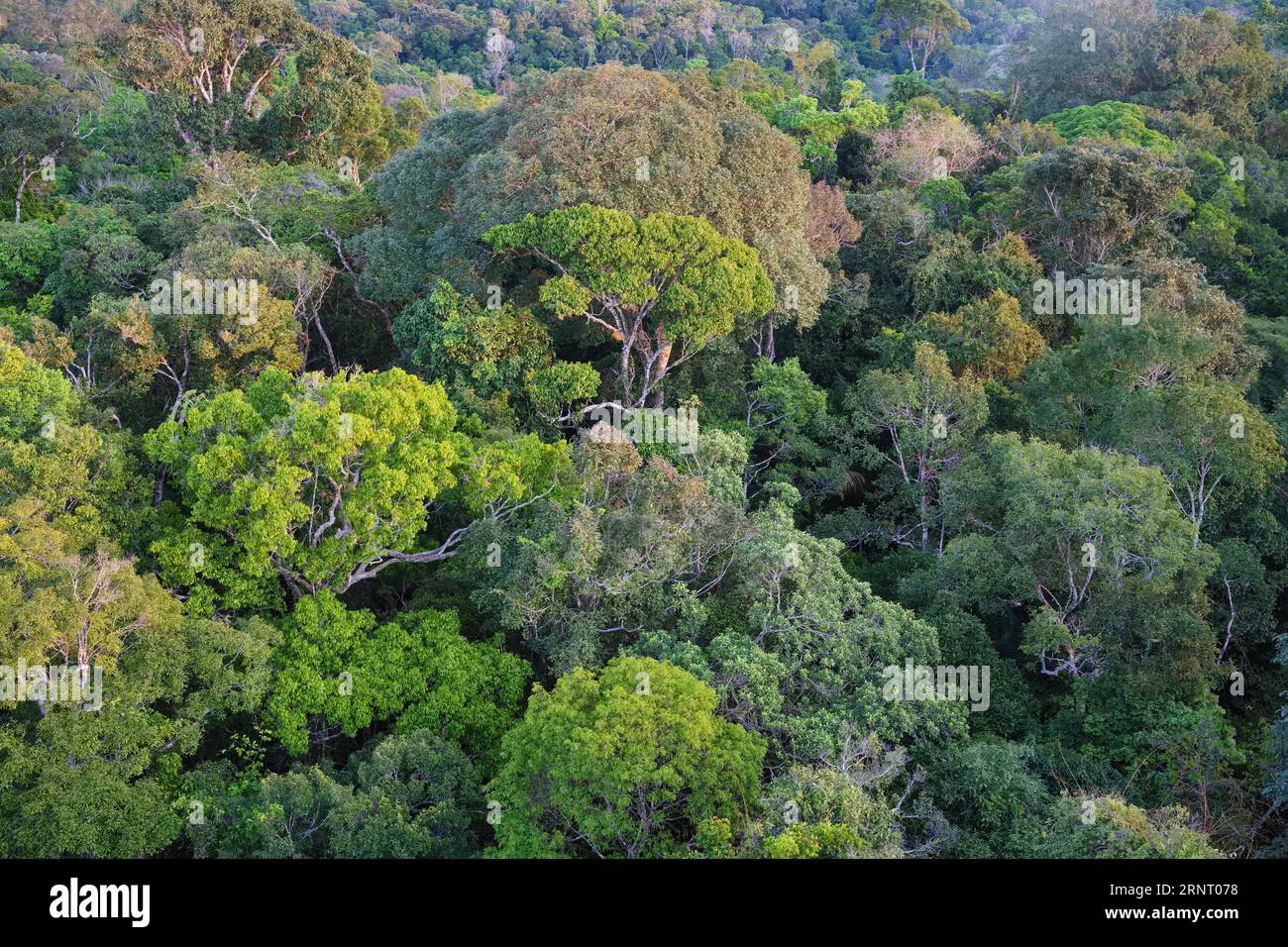 View over the canopy of the Adolpho Ducke Forest Reserve, Manaus ...
