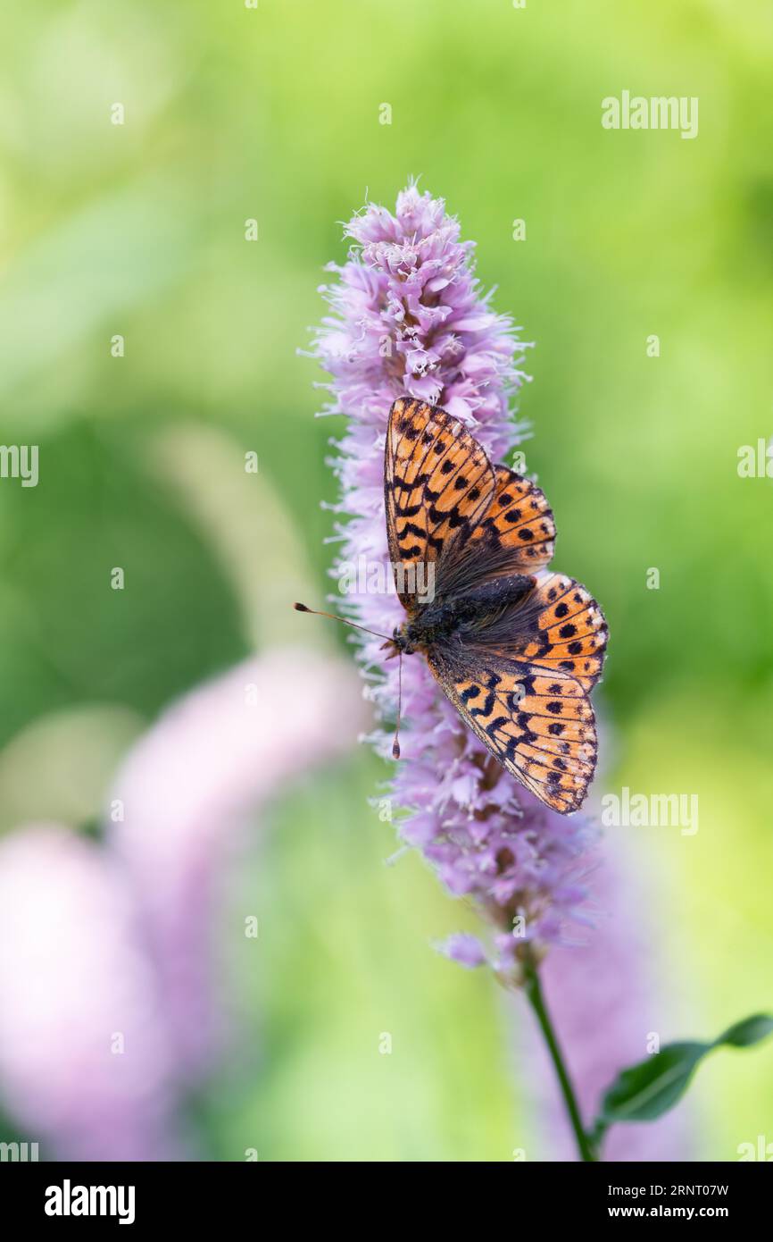Bog moth (Boloria aquilonaris), sitting on a flower of (Potentilla ...