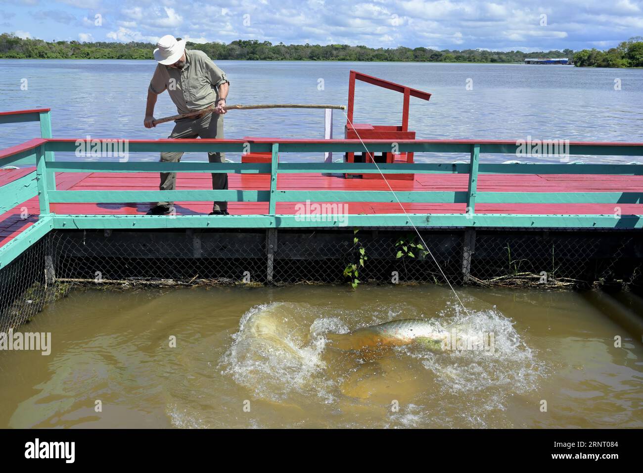 Man fishing an (Arapaima gigas) fish or giant pirarucu fish from a pier, Manaus, Amazonia State ...