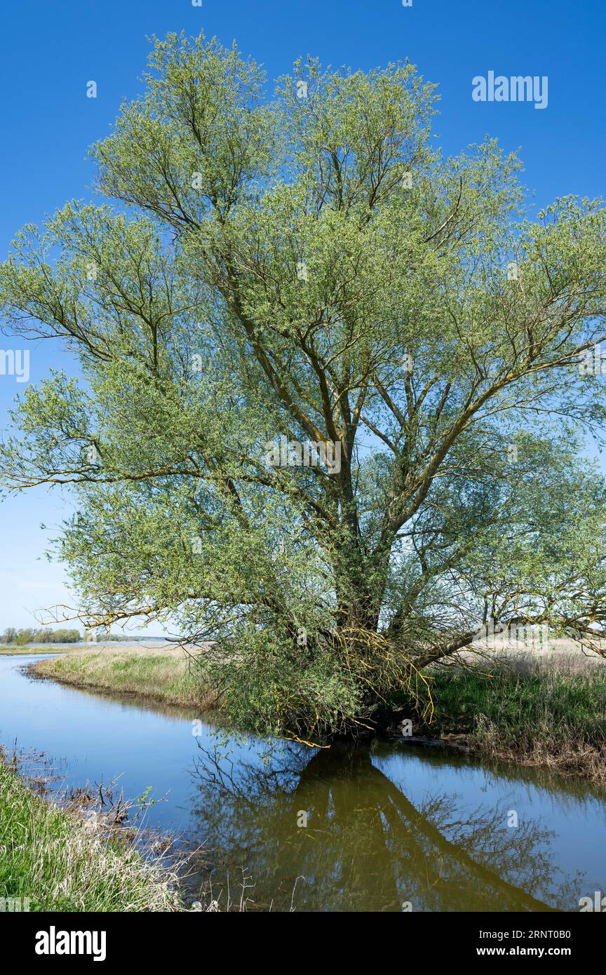 Willow (Salix) standing by a water body, Elbe meadows, floodplain ...