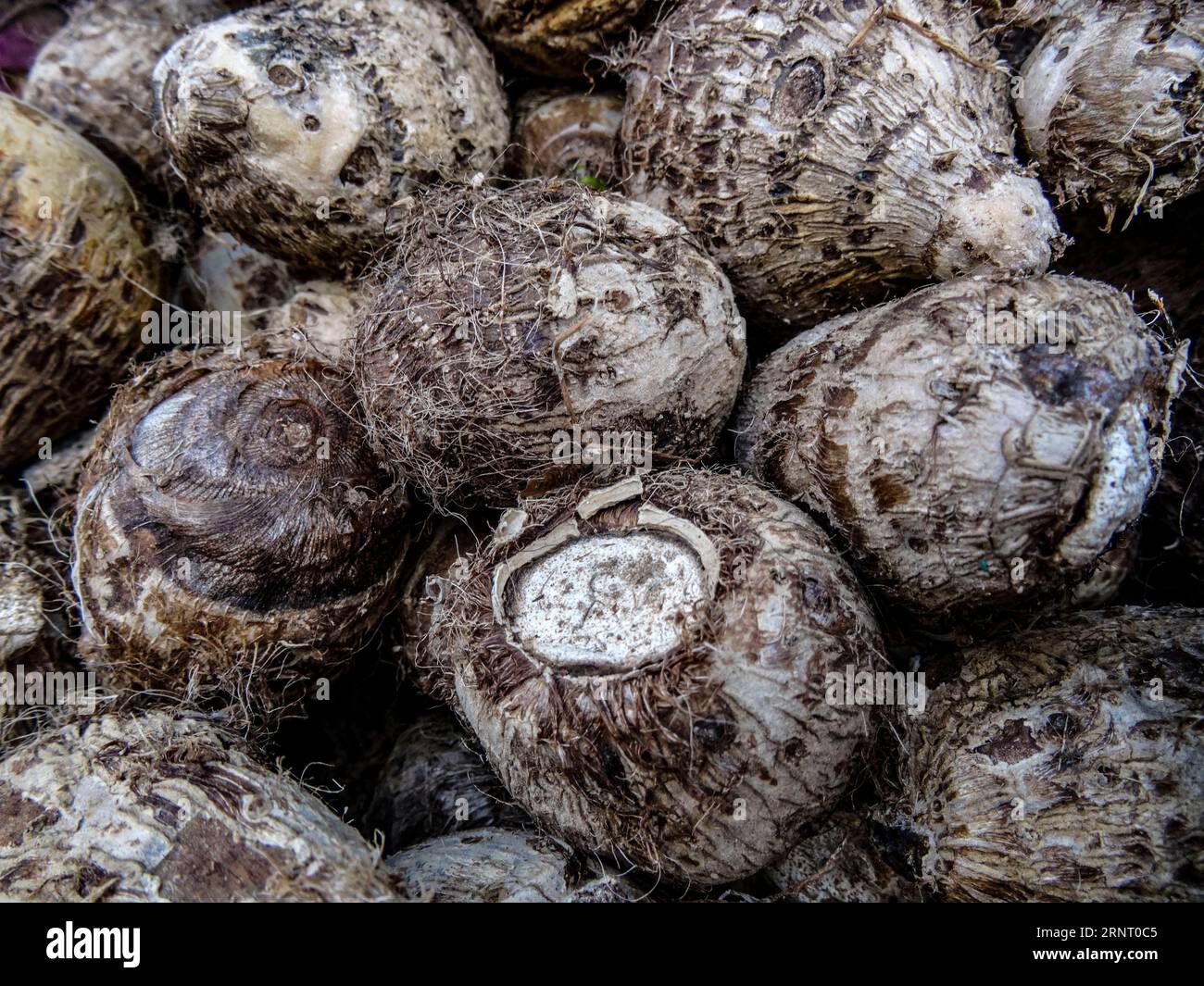 Colocasia antiquorum hi-res stock photography and images - Alamy