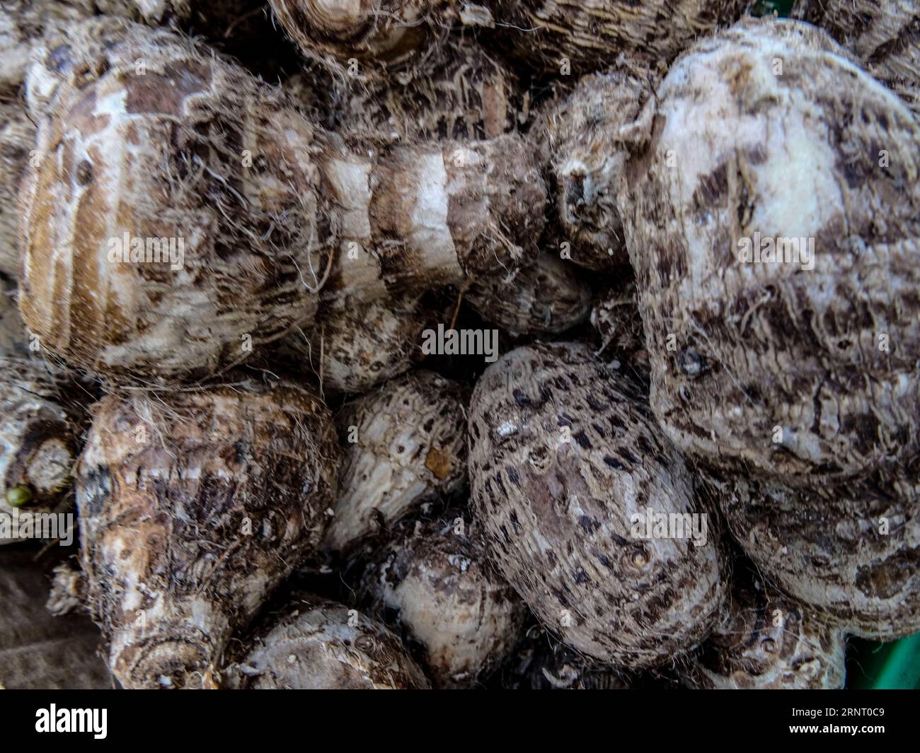 Close up food crop portrait of Eddoe's, a root vegetable much like a ...