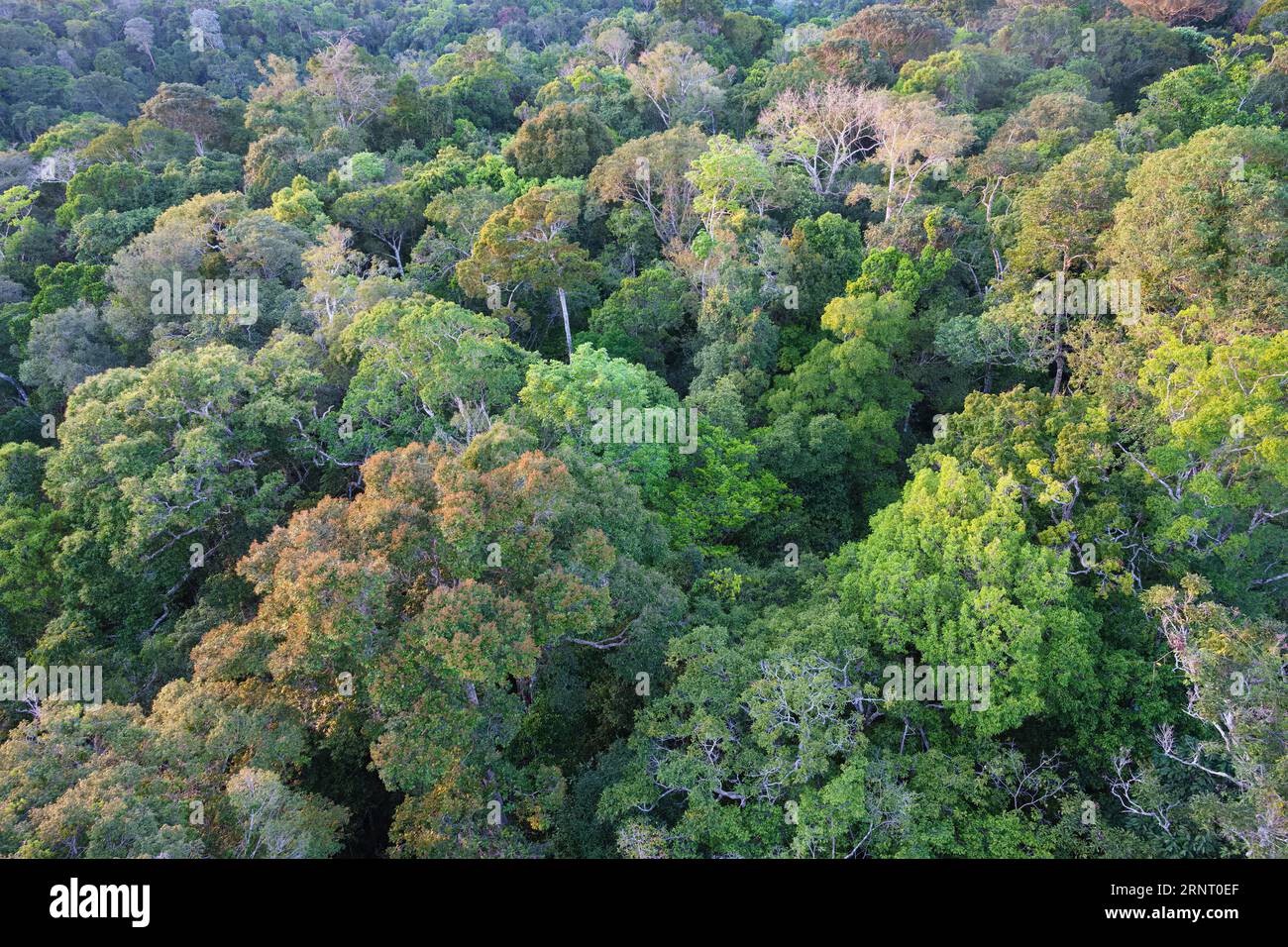 View over the canopy of the Adolpho Ducke Forest Reserve, Manaus ...