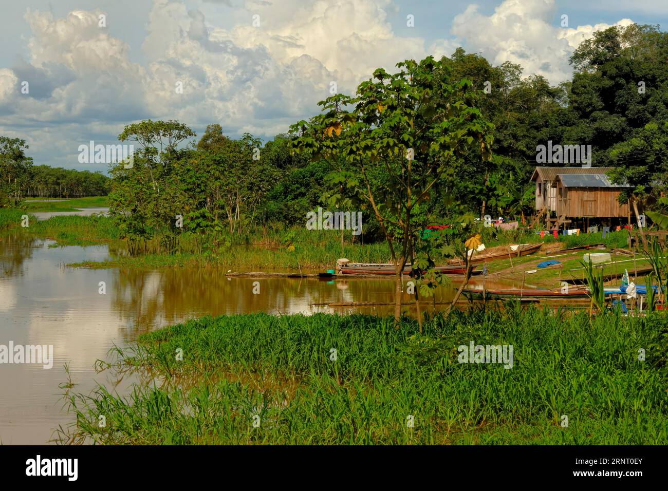 Traditional houses of a caboclos tribe along the (Amazona) river ...
