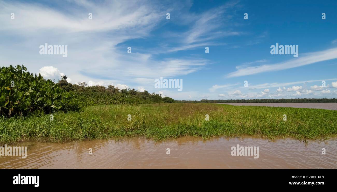 Flooded forest landscape, Amazon state, Brazil Stock Photo - Alamy
