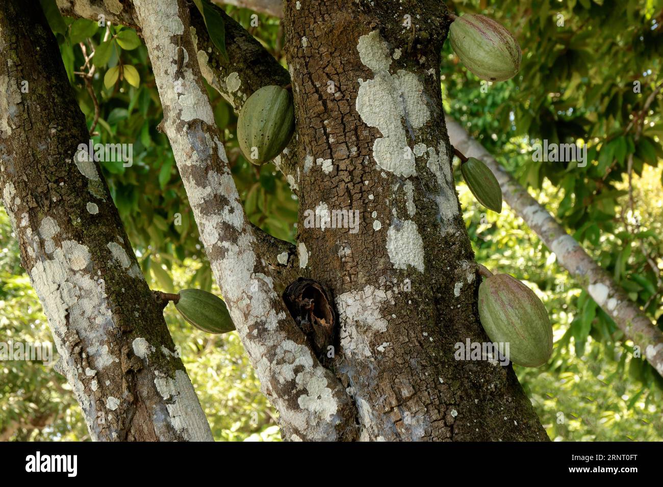Cacao fruit (Theobroma cacao), Amazon state, Brazil Stock Photo - Alamy