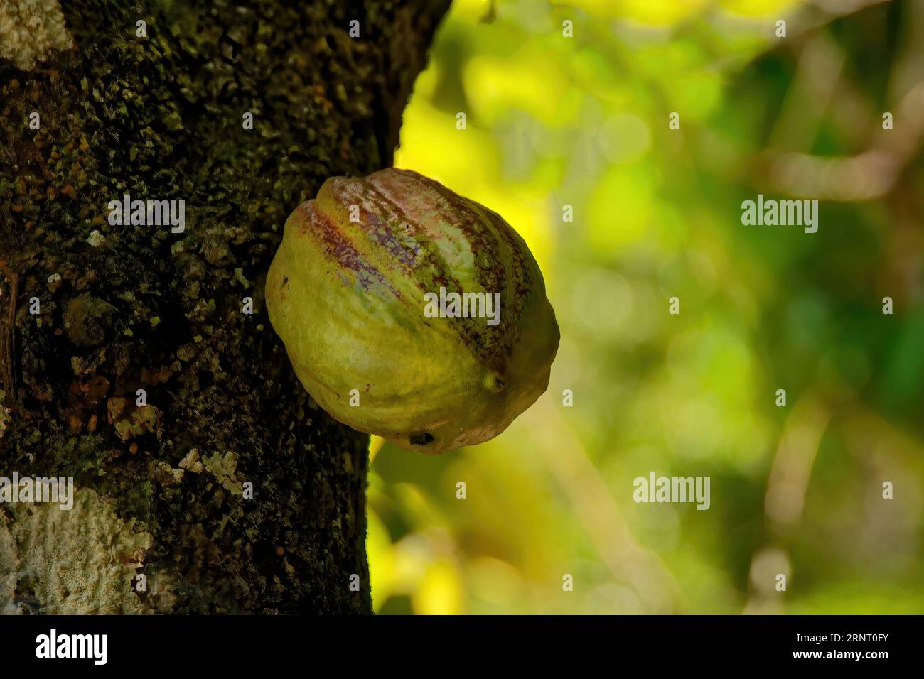 Theobroma cacao brazil hi-res stock photography and images - Alamy