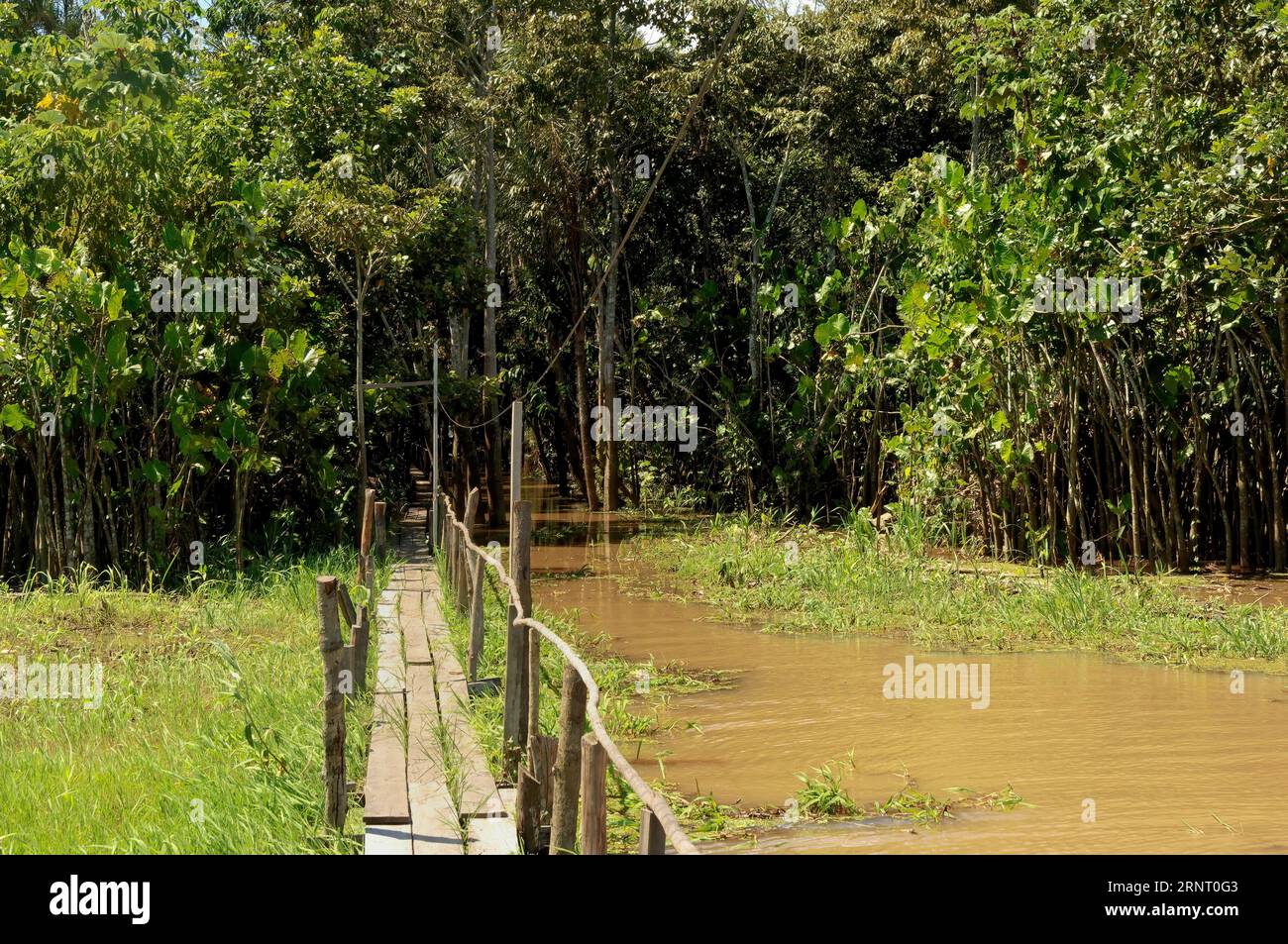 Boardwalk in the flooded forest along the Amazon River, Amazonia State ...