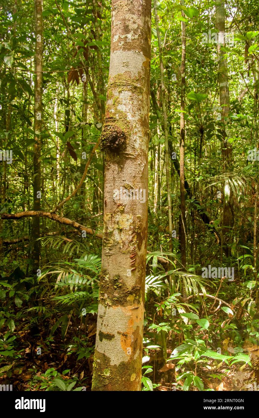 Crabwood (Carapa guianensis) tree, Meliaceae family, Manaus, Amazonia ...