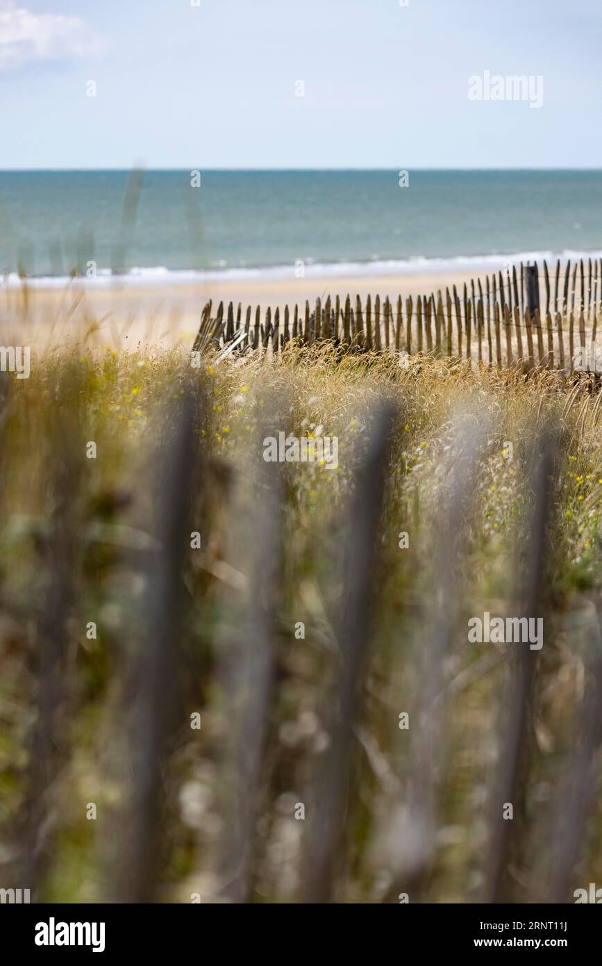 Beach. Sea, dune landscape with flowering grasses and the wooden picket ...
