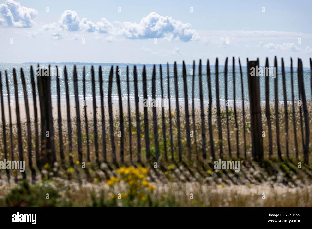 Beach. Sea, dune landscape with flowering grasses and the wooden picket ...