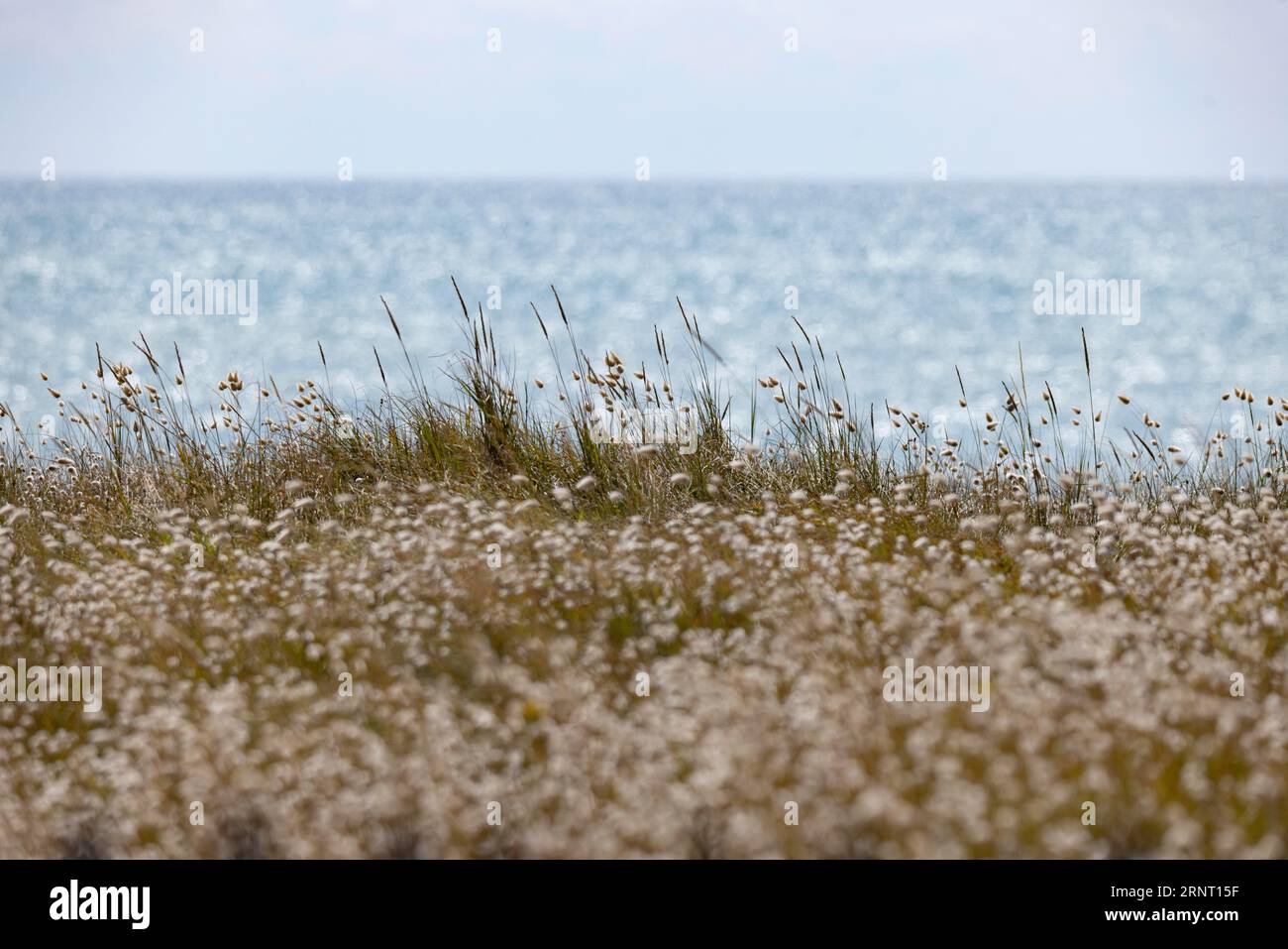 Atlantic ocean water dune grass hi-res stock photography and images - Alamy