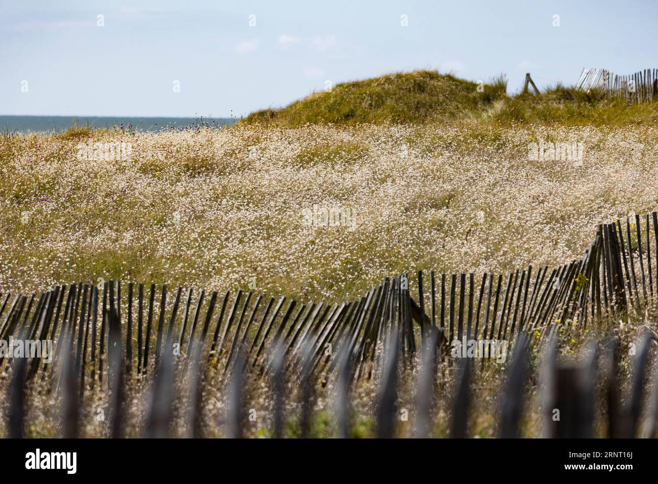 Beach. Sea, dune landscape with flowering grasses and the wooden picket ...