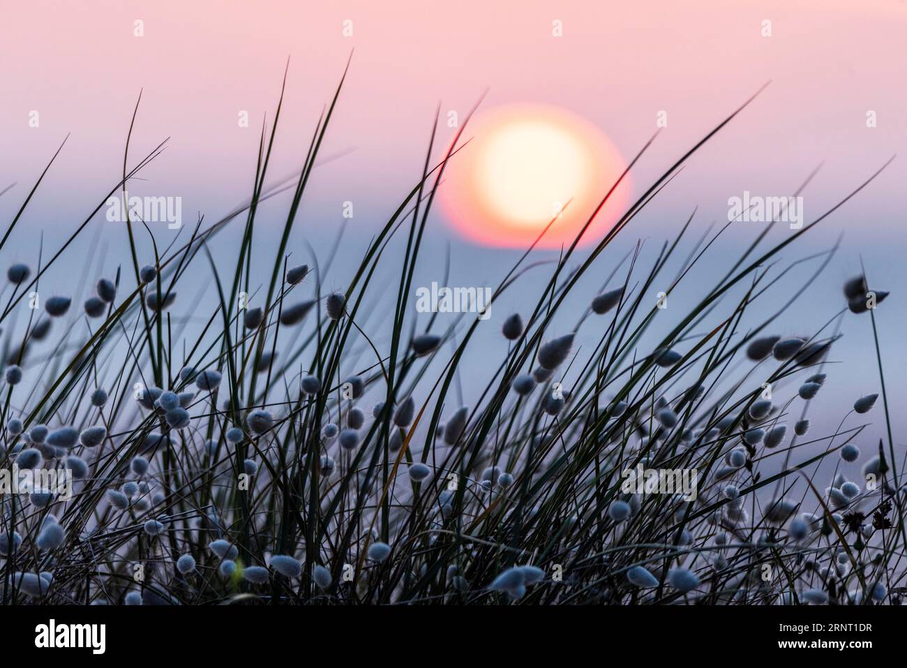 Sunset at the sea, sun sinking behind dunes overgrown with hare's-tail ...