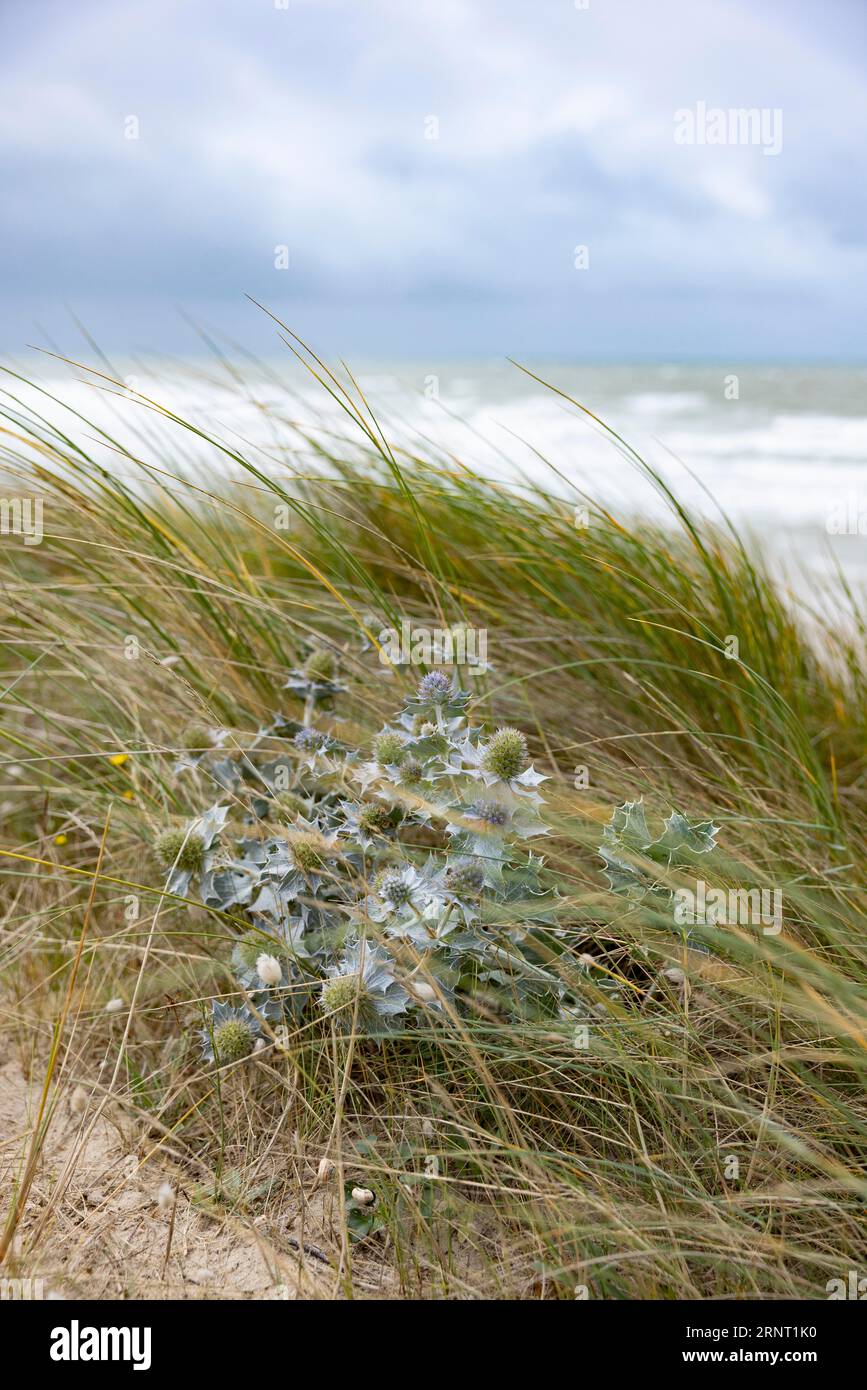 Sea thistle (Eryngium maritinum) in stormy winds in the dunes by the ...