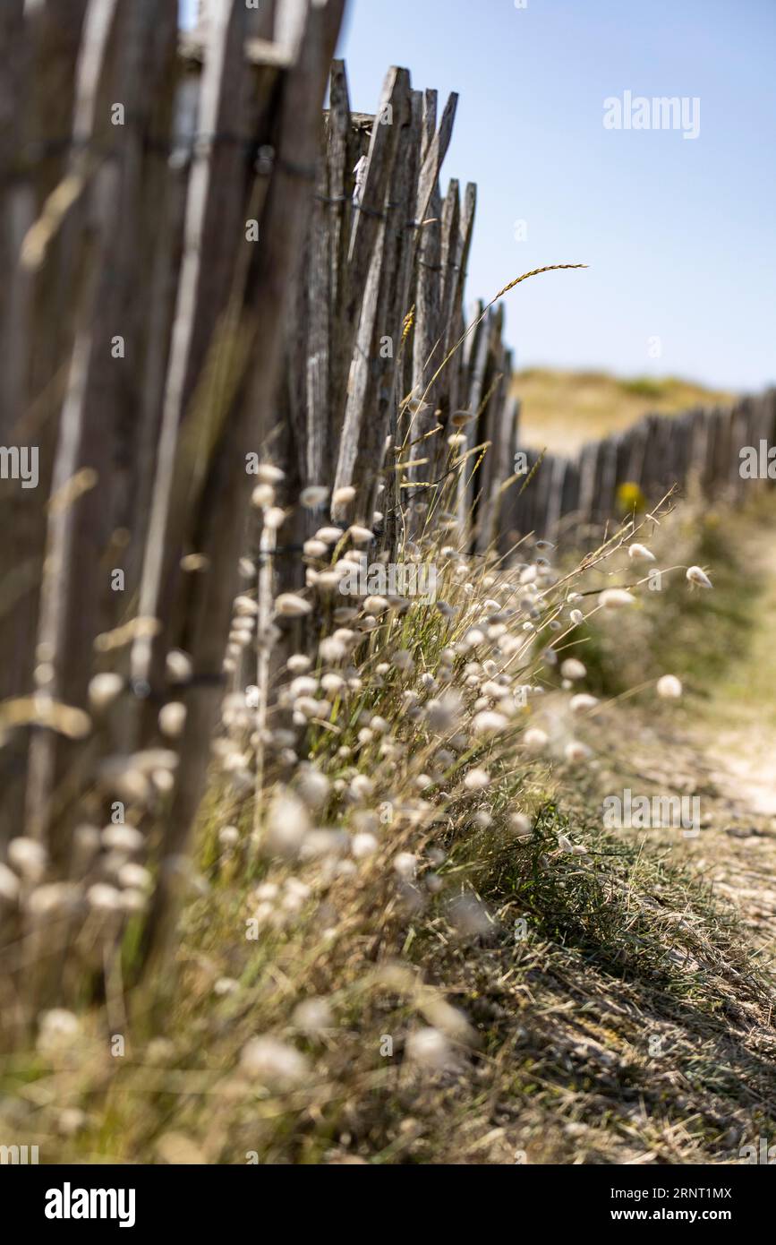 Summer dune landscape with the wooden picket fence typical of the ...