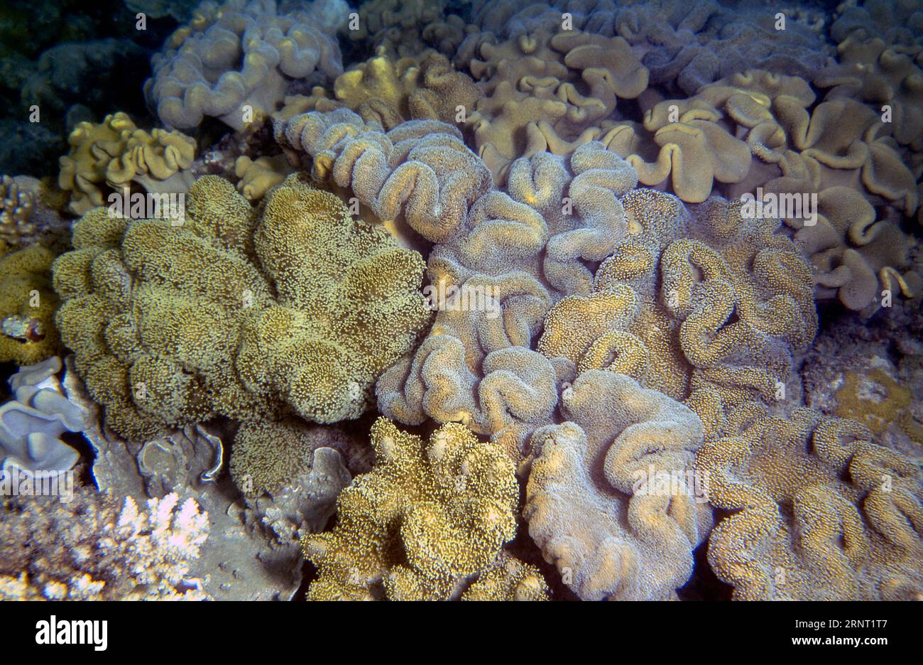 Field of leather corals (Sarcophyton sp.) from the Whitsundays, the ...