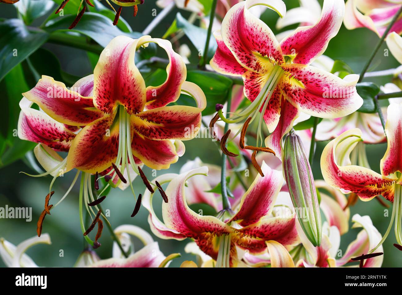 Oriental lily variety Scheherazade (Lilium-Orienpet-Hybrid Scheherazade ...