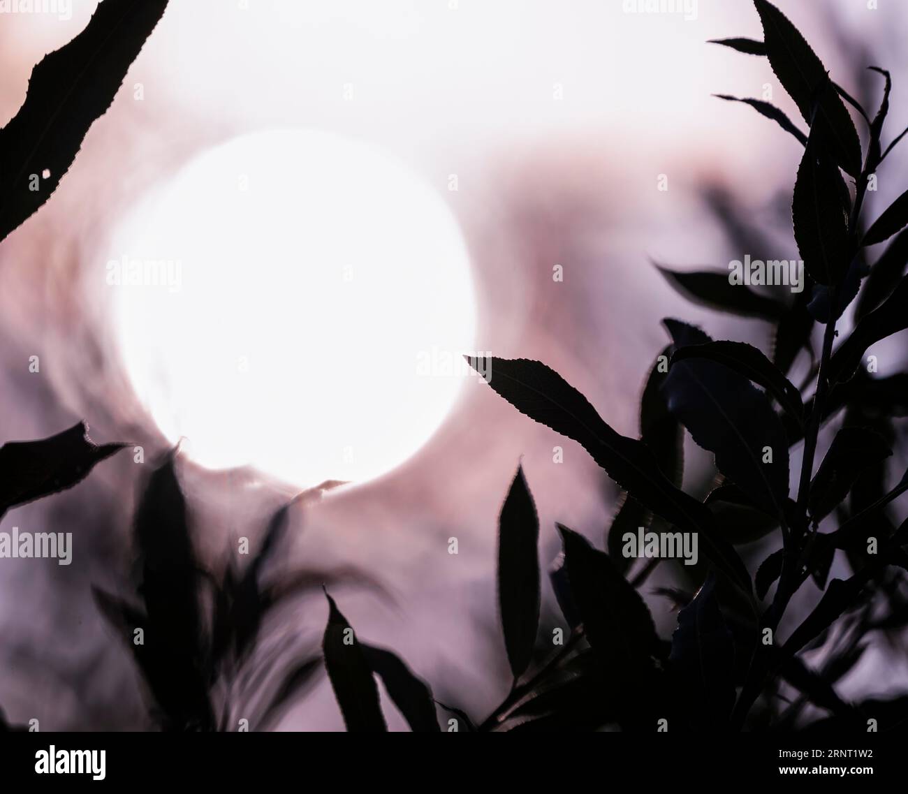 Plain soft pink background hi-res stock photography and images - Alamy