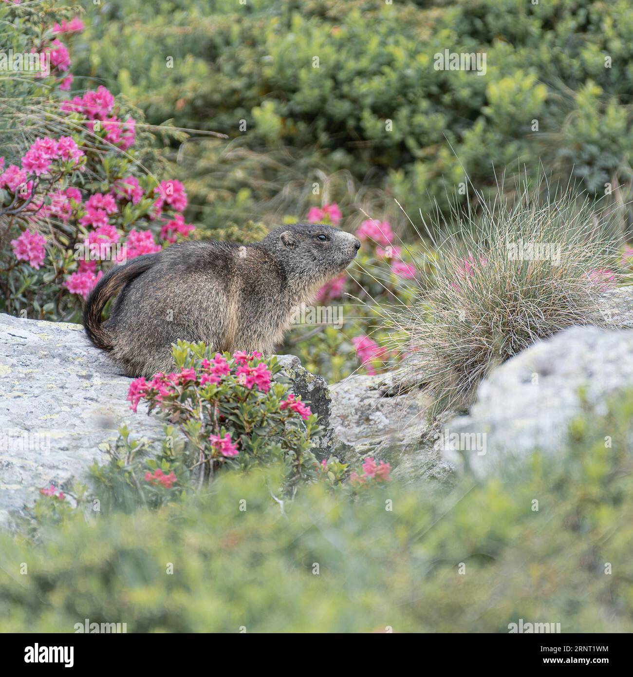 Pink rock hi-res stock photography and images - Alamy