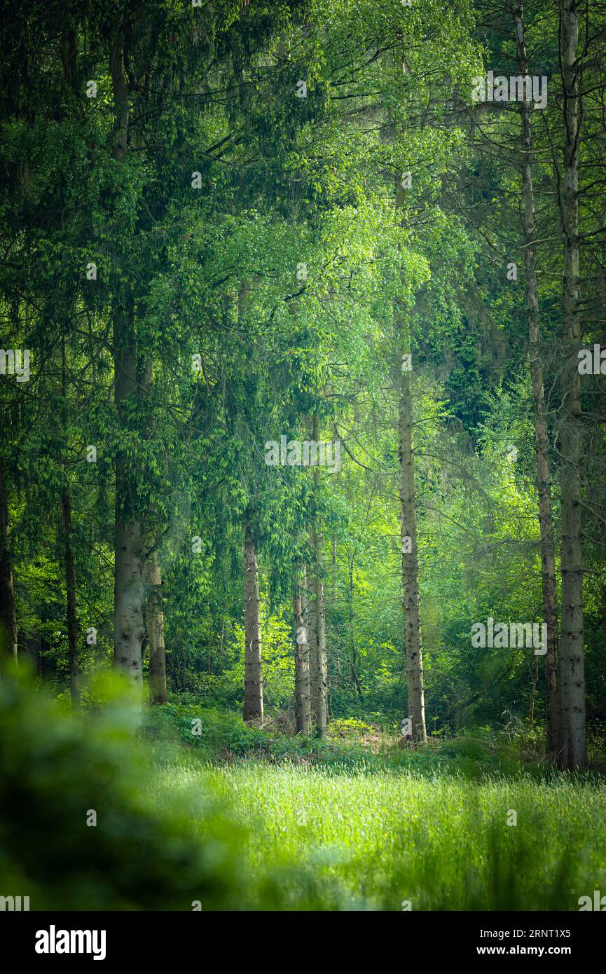 Blurred grass foreground hi-res stock photography and images - Alamy
