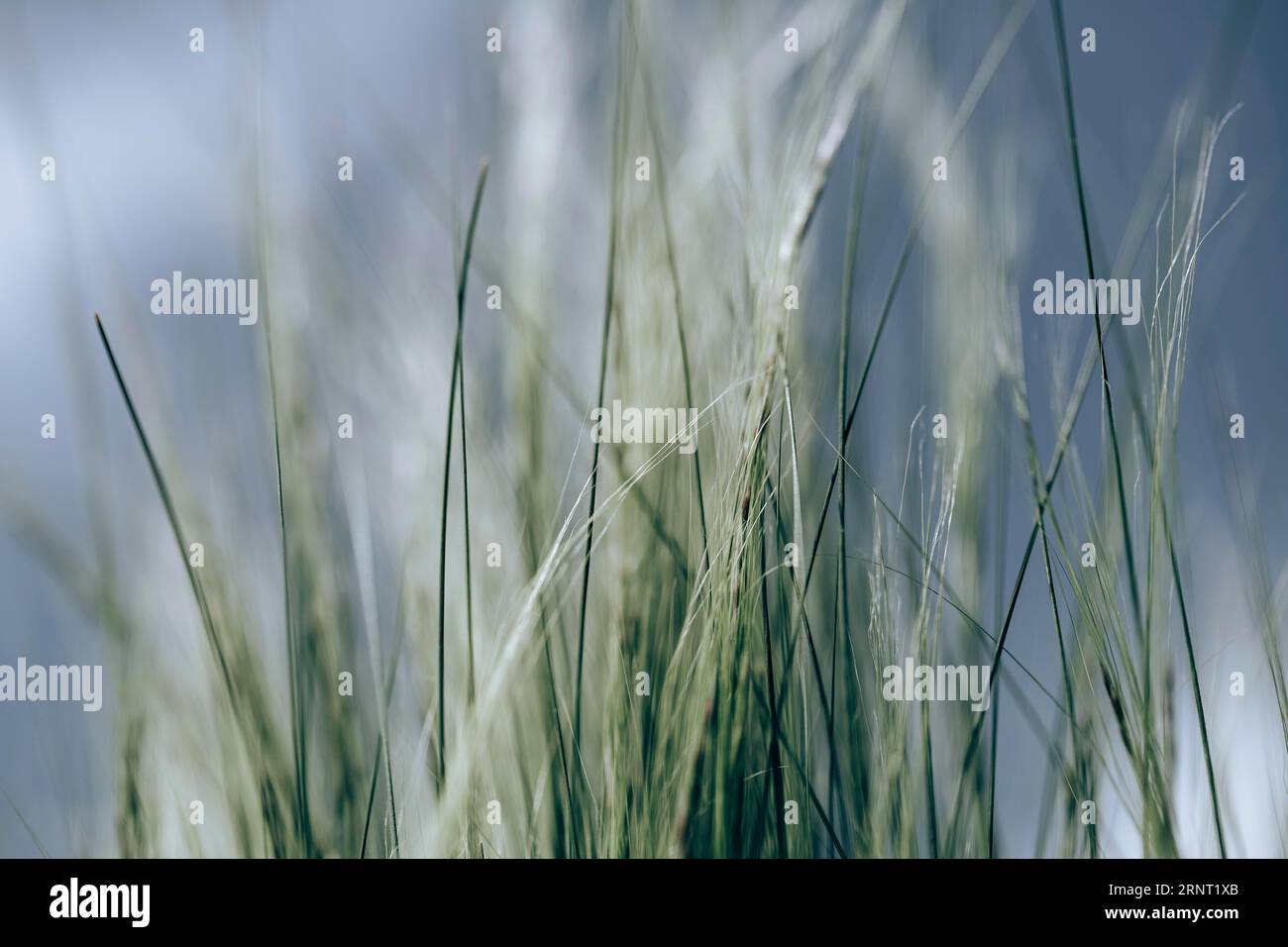 Feather grasses (Stipa tenuissima) in the wind in green and beige ...