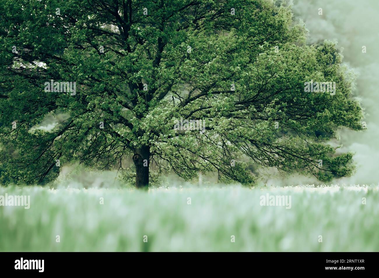 Blurred grass foreground hi-res stock photography and images - Alamy