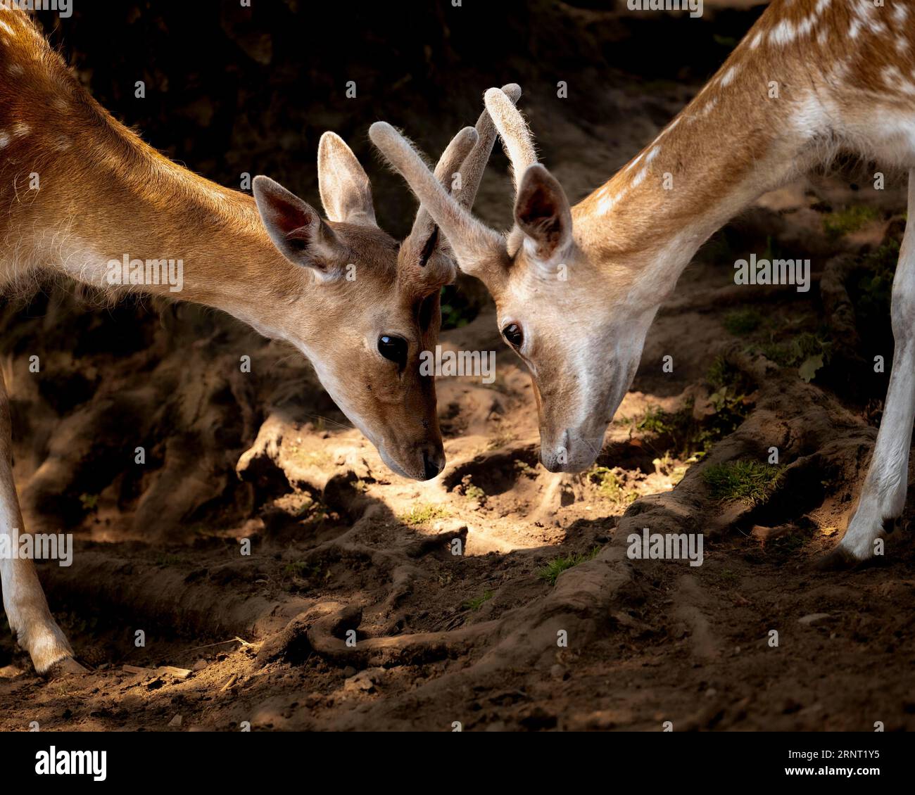 Two deer stand close hi-res stock photography and images - Alamy