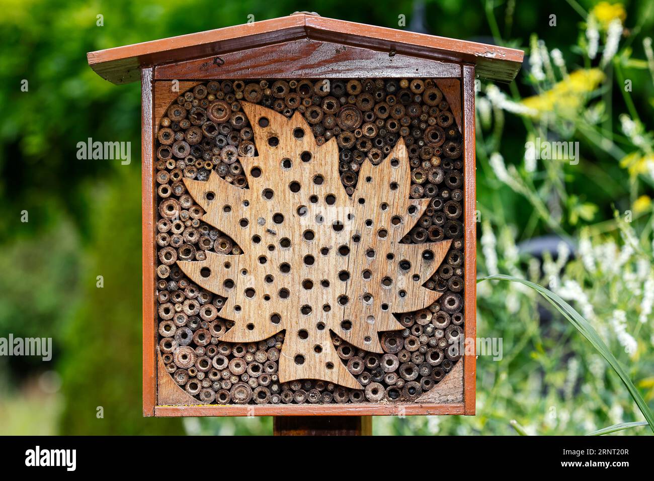 Small wild bee hotel, insect hotel, Botanical Garden Hamburg, Germany ...