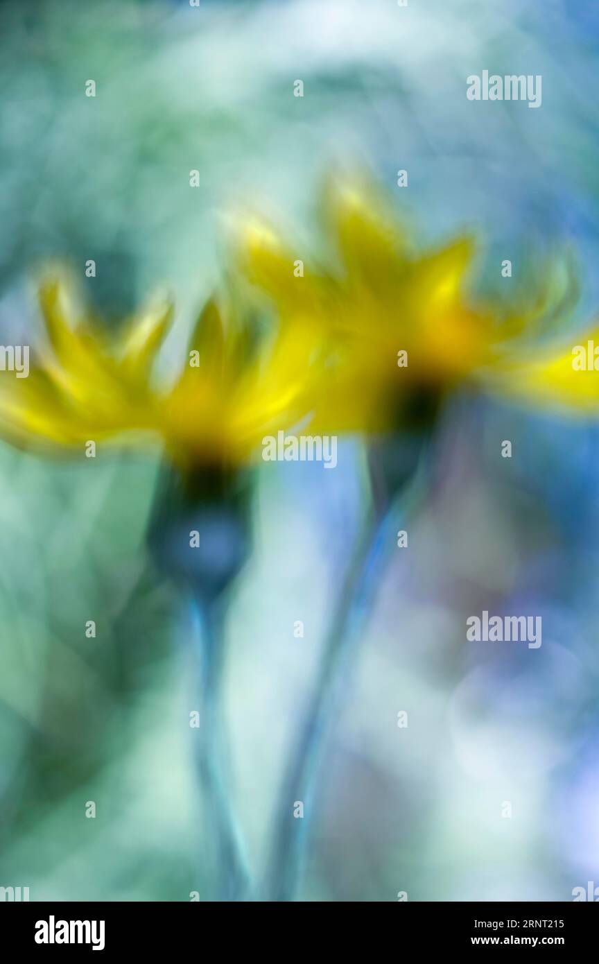 Yellow flowers, close-up, wiper, two flowers with blue stems ...