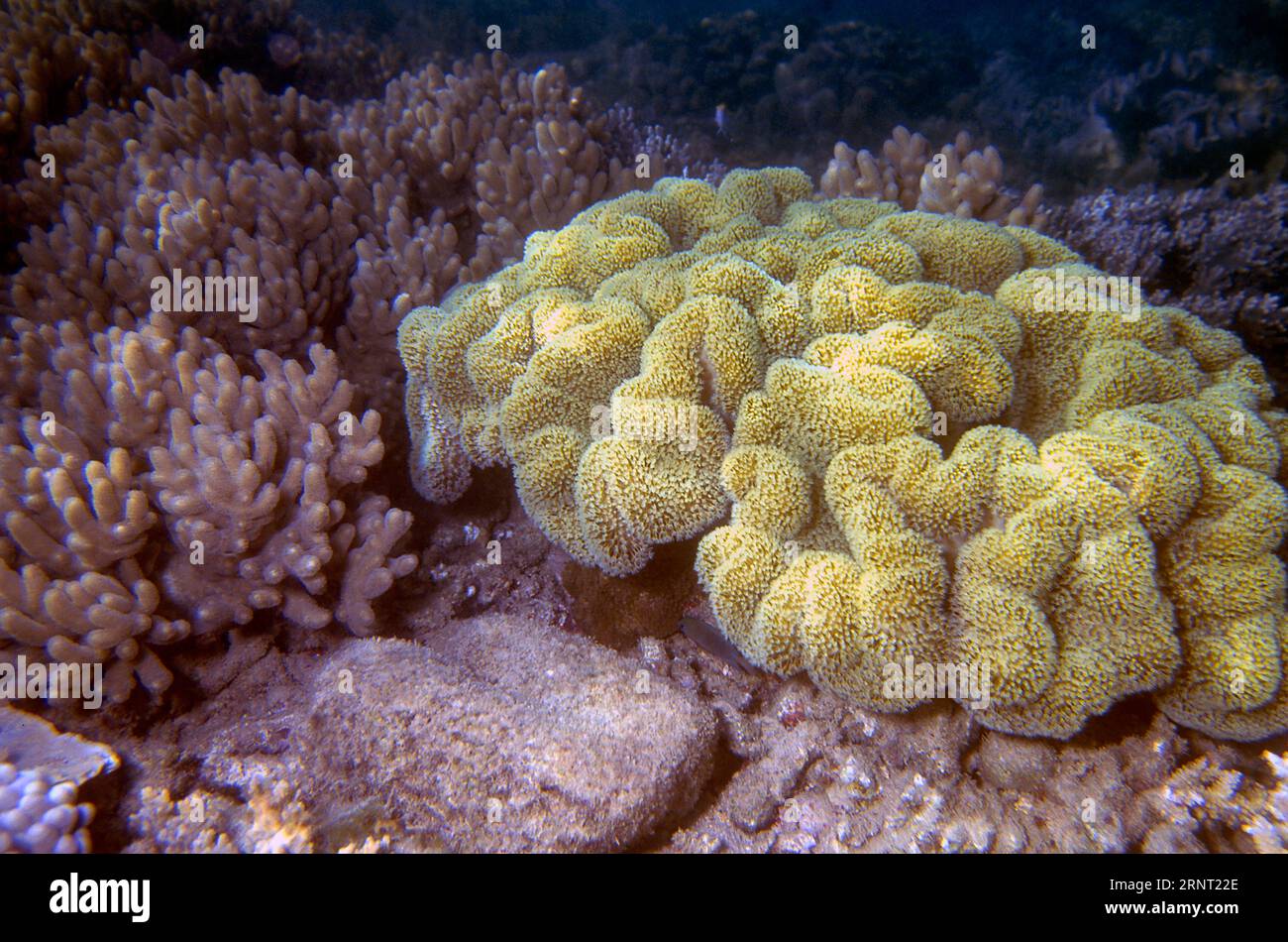 Large leather corals (Sarcophyton sp. (right) and Sinularia sp.) from ...