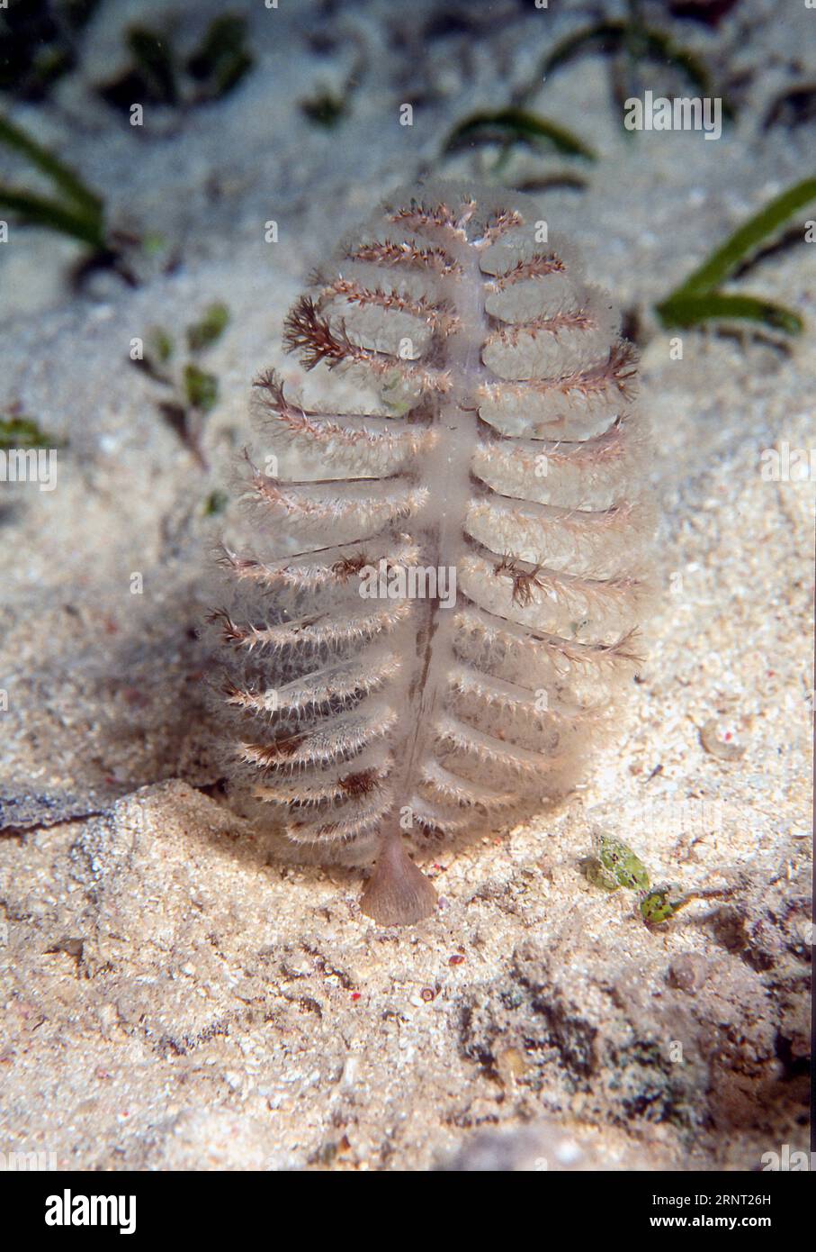 Sea pen (possibly Virgularia sp.) from Cabilao, the Philippines Stock ...