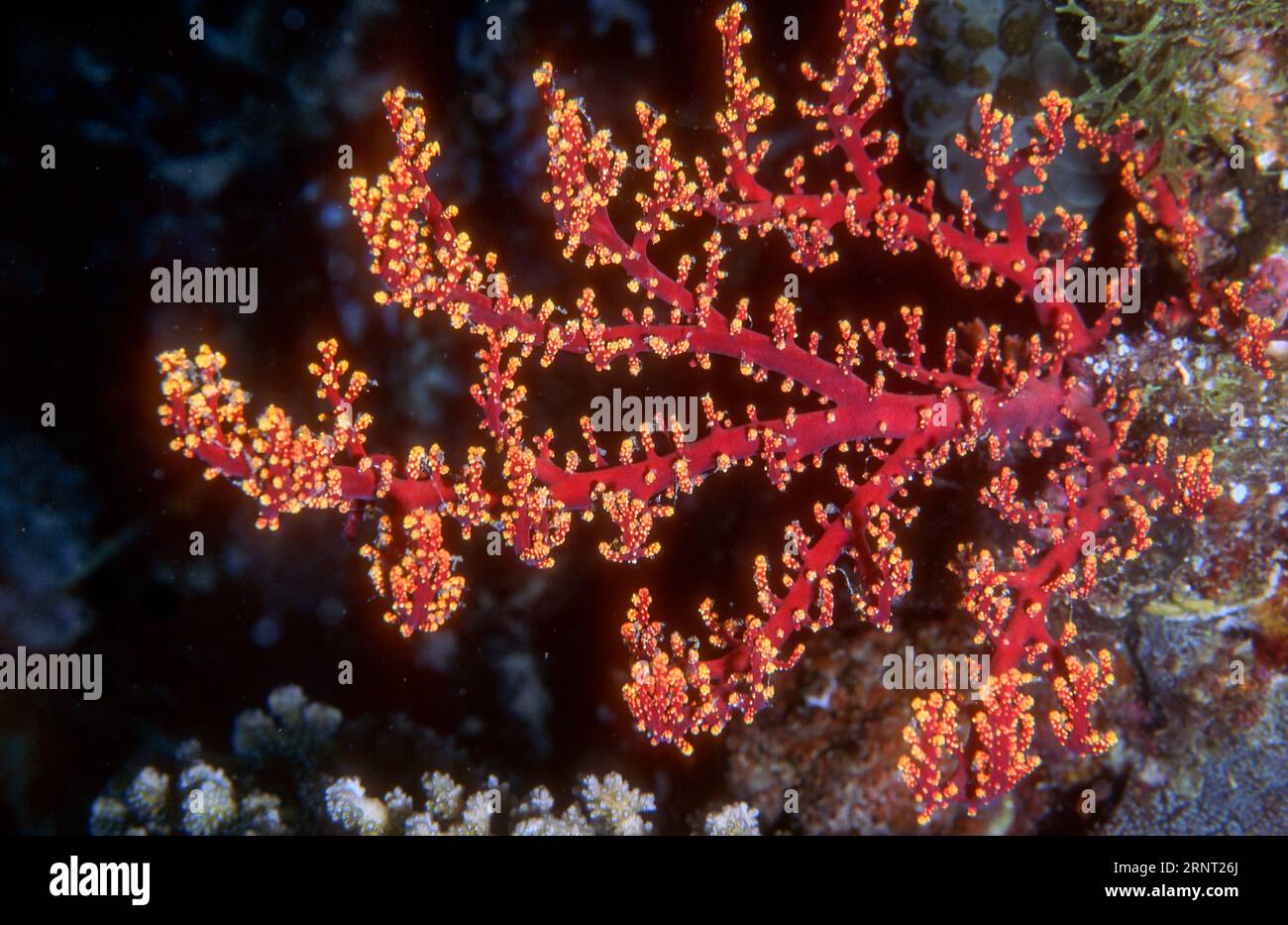 Octocoral from the genus Siphonogorgia (Possibly S. geodeffry ...