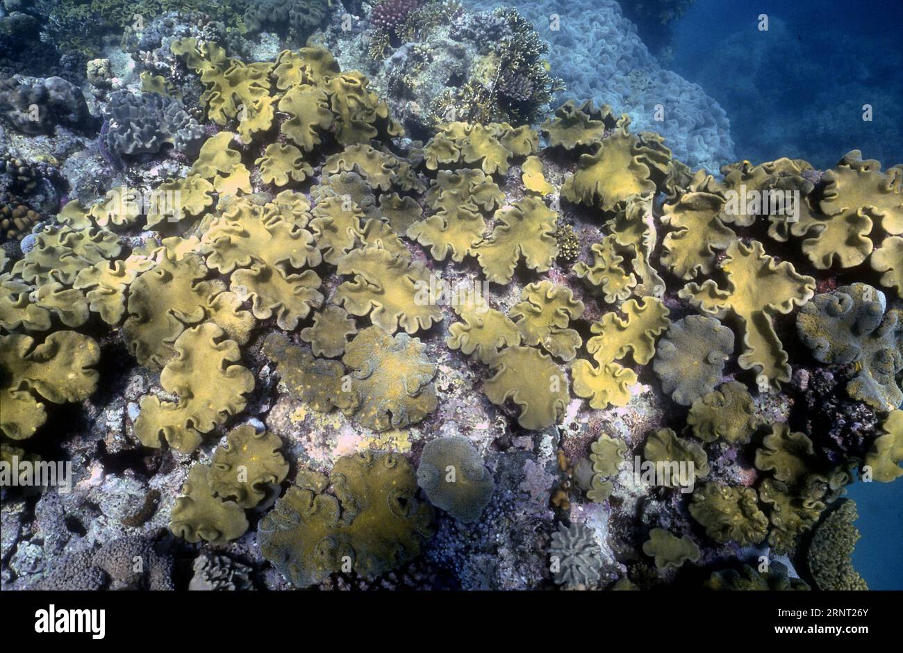 Field Of Leather Corals Sarcophyton Sp With Their Polyps Retaracted