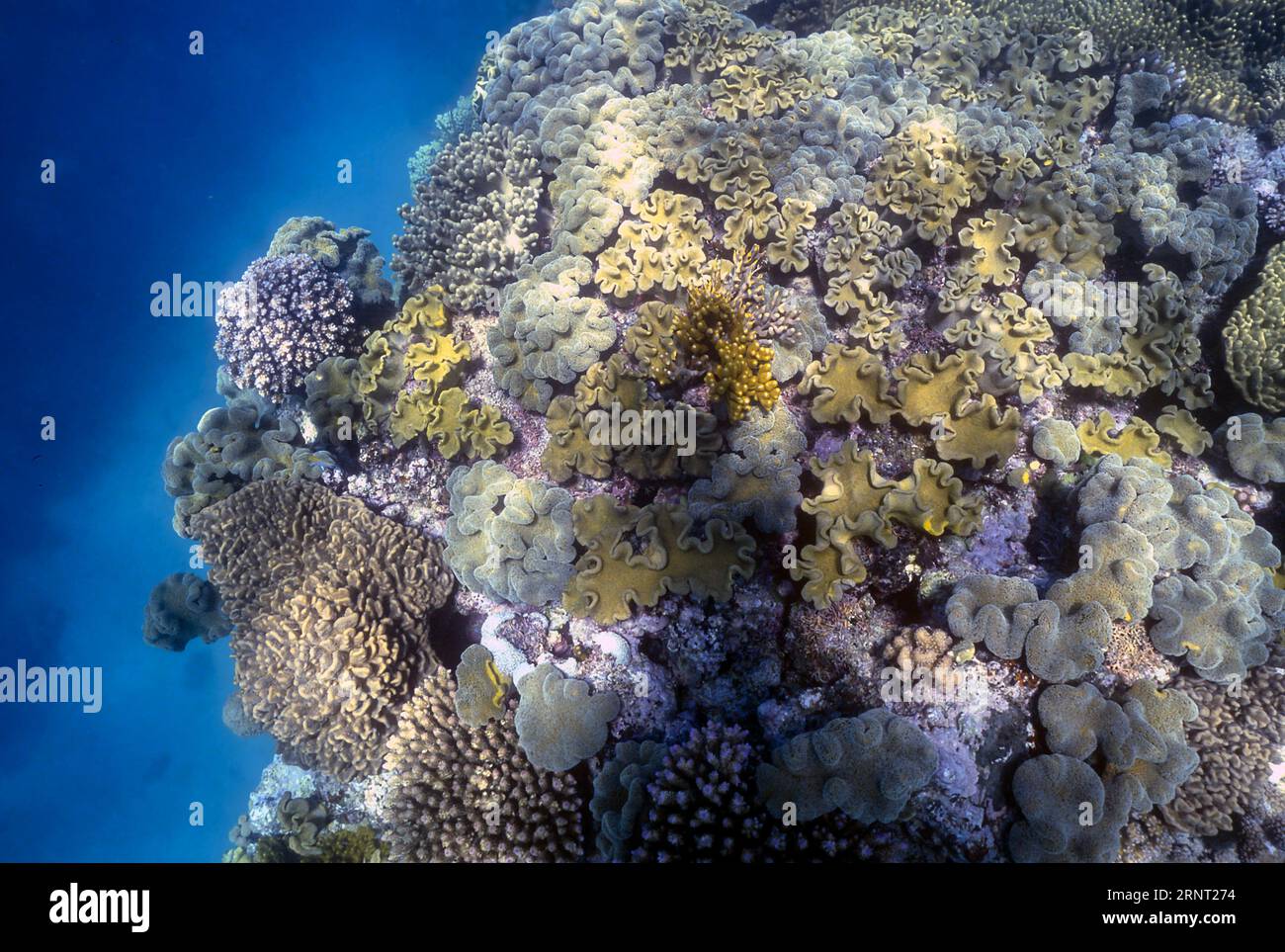 Field of leather corals (Sarcophyton sp.) from Agincourt Reef, the ...