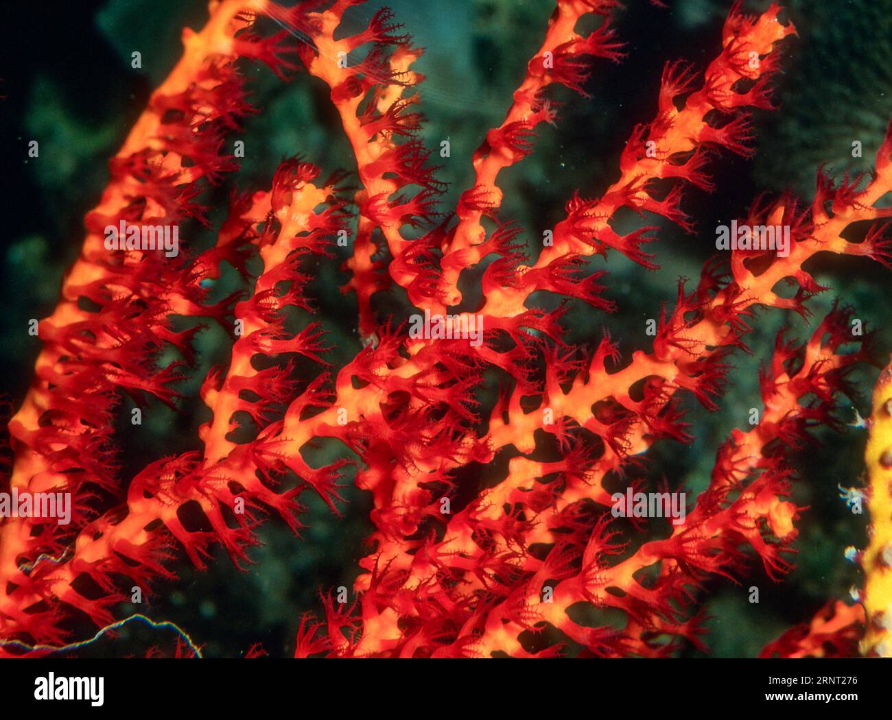 The octocoral Swiftia exserta. Aquariumphoto Stock Photo - Alamy