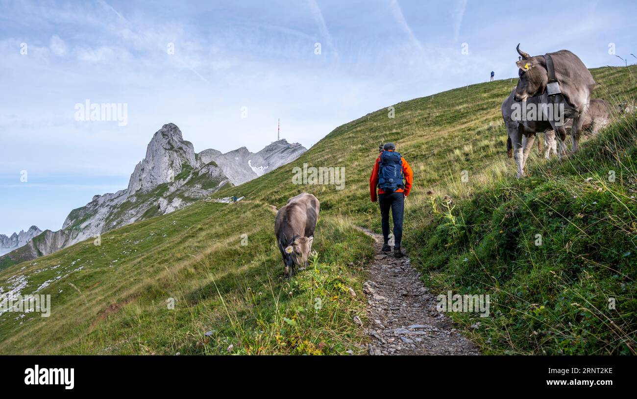 Caucasian cow hi-res stock photography and images - Alamy