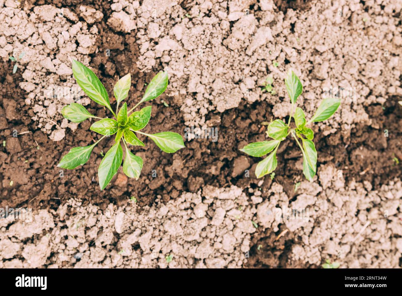 Plants for wet soil hi-res stock photography and images - Alamy