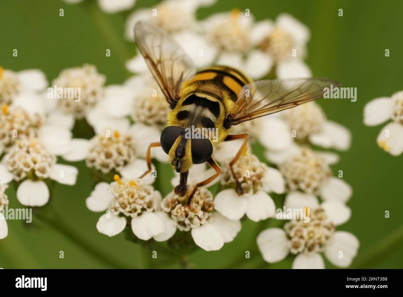 Natural closeup on a Batman or Deadhead hoverfly, Myathropa florea on a white Myathropa florea ...