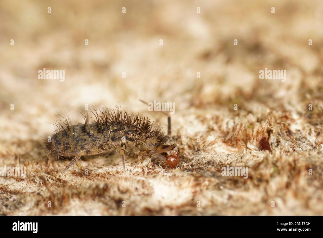 Natural closeup on a hairy springtail, Orchesella villosa on the ...
