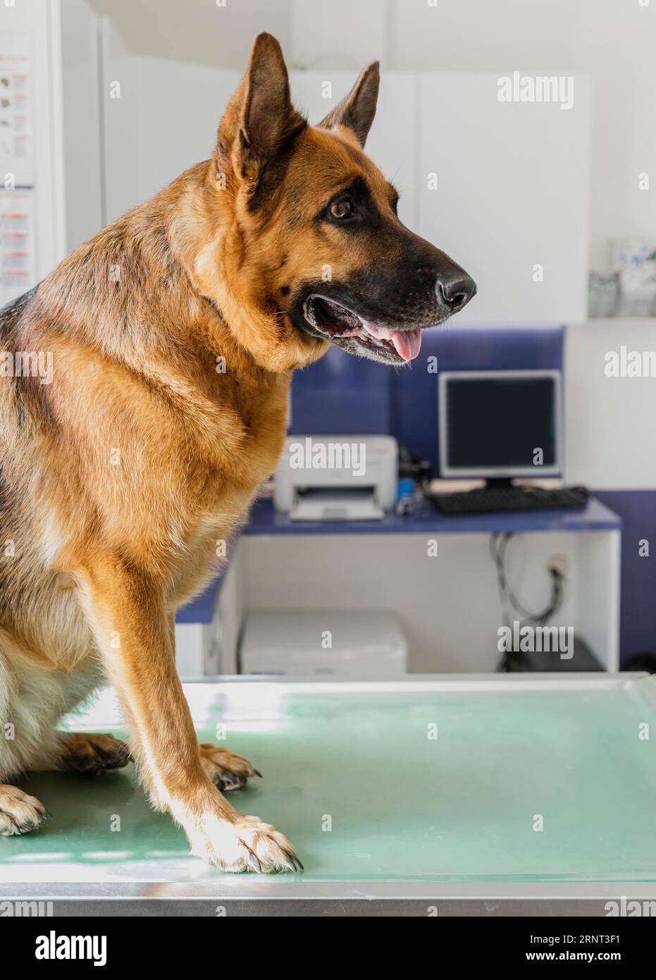 Cute big dog veterinary clinic Stock Photo - Alamy