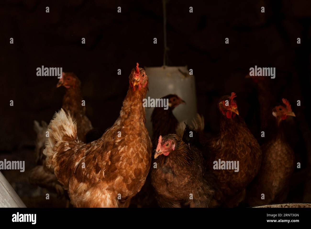 Curious chickens looking different directions Stock Photo - Alamy