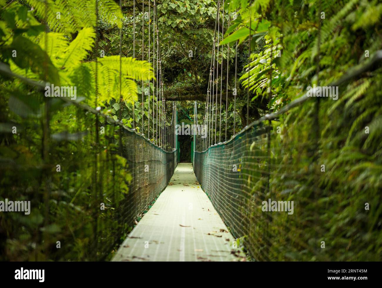 Hanging suspension bridge tropical rainforest Stock Photo - Alamy