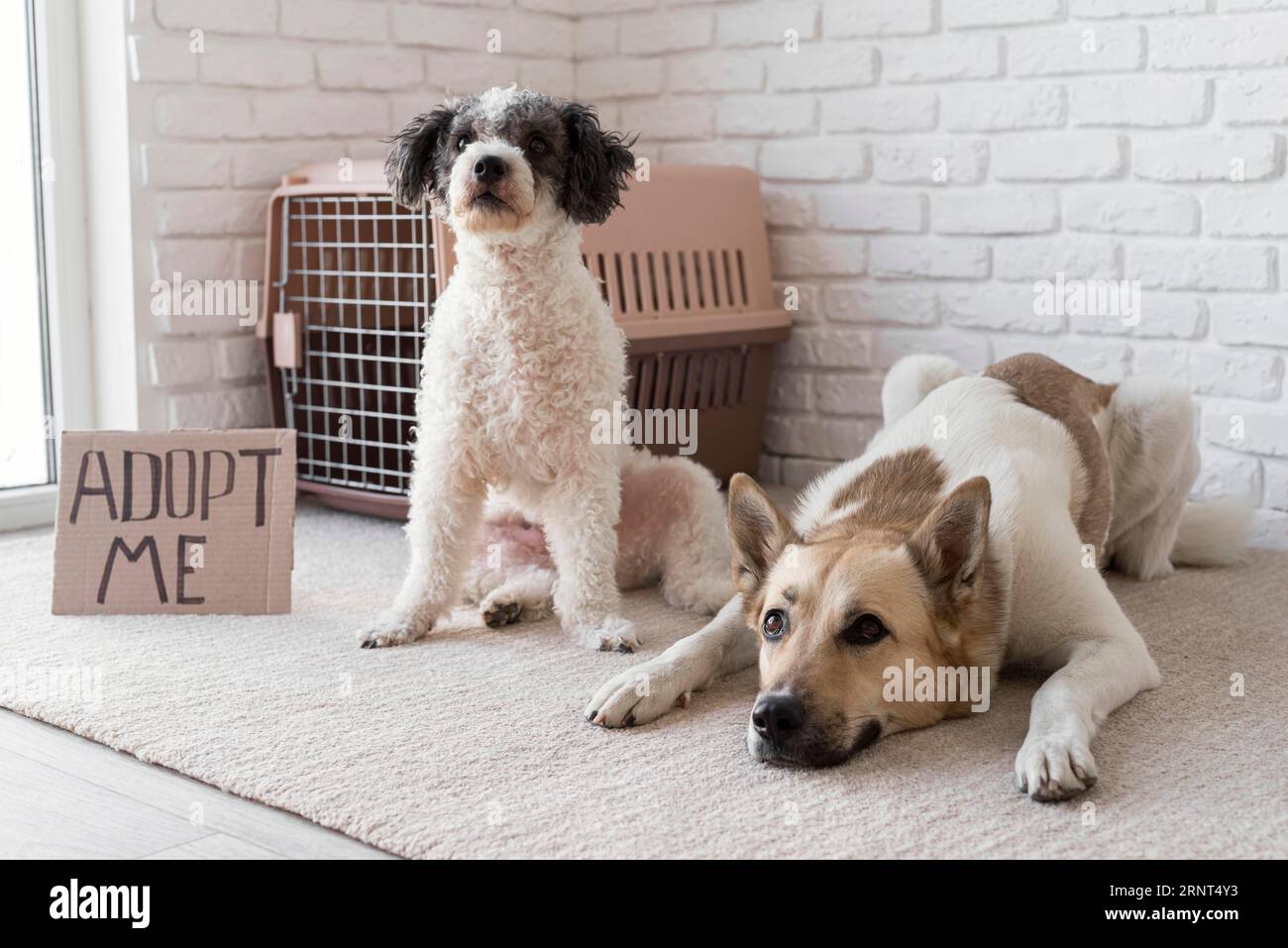 Adopt banner hi-res stock photography and images - Alamy