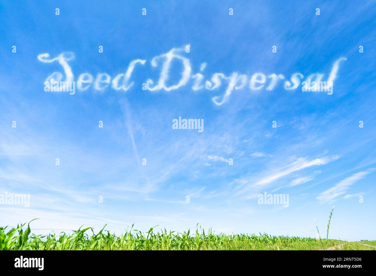 Seed Dispersal: Mechanisms by which plants spread their seeds to ...