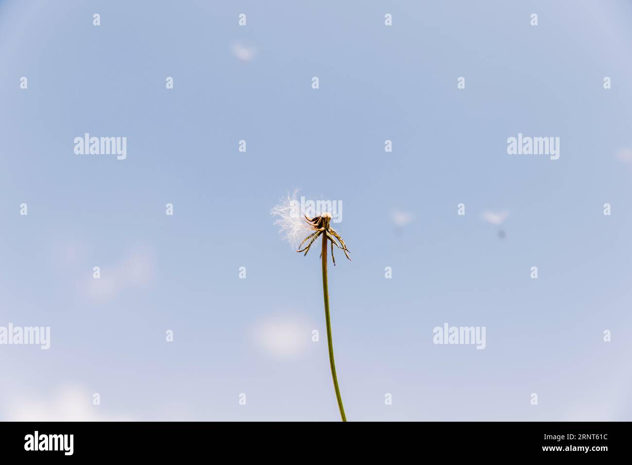 Wind and bird pollination hi-res stock photography and images - Alamy