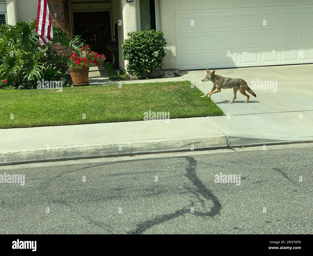 Coyote in the front yard Stock Photo - Alamy