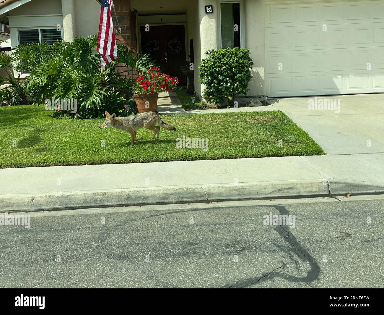 Coyote in the front yard Stock Photo - Alamy